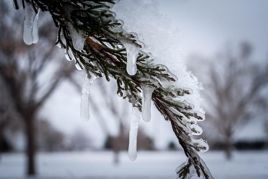 Frost Bite Photograph by Michael Taylor - Fine Art America