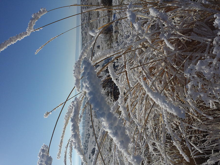 Frosted Cat Tails Photograph by Lisa Mcclellan - Fine Art America