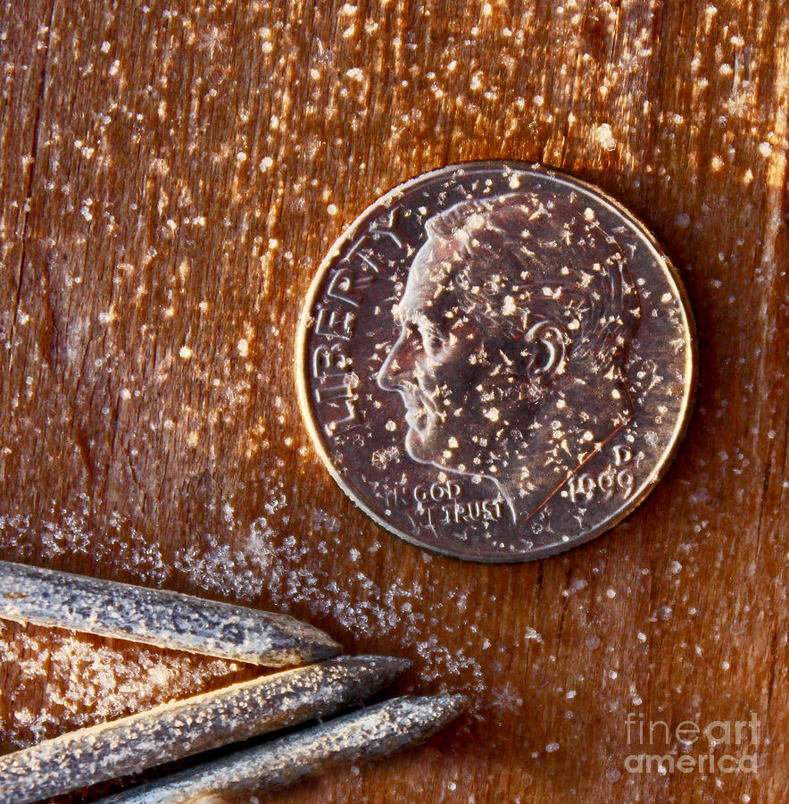 Frosty dime of 99 Photograph by Wesley Hahn - Fine Art America