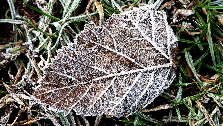 Frosty Leaf Photograph by Derek Sherwin - Fine Art America