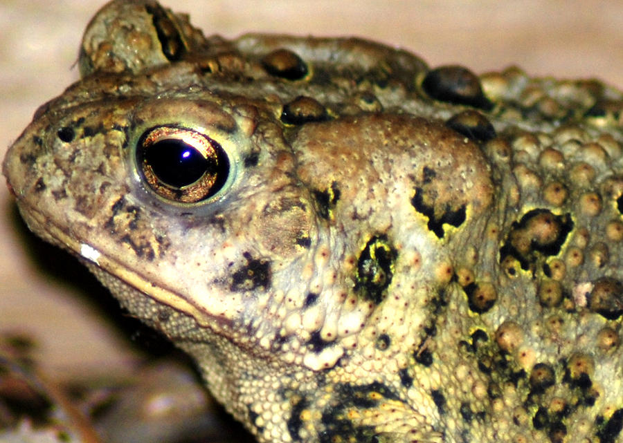 Frown Photograph by Optical Playground By MP Ray - Fine Art America