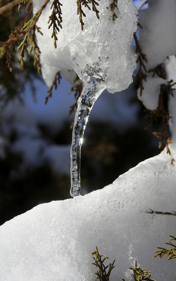 Frozen Photograph by Crystal Socha - Pixels