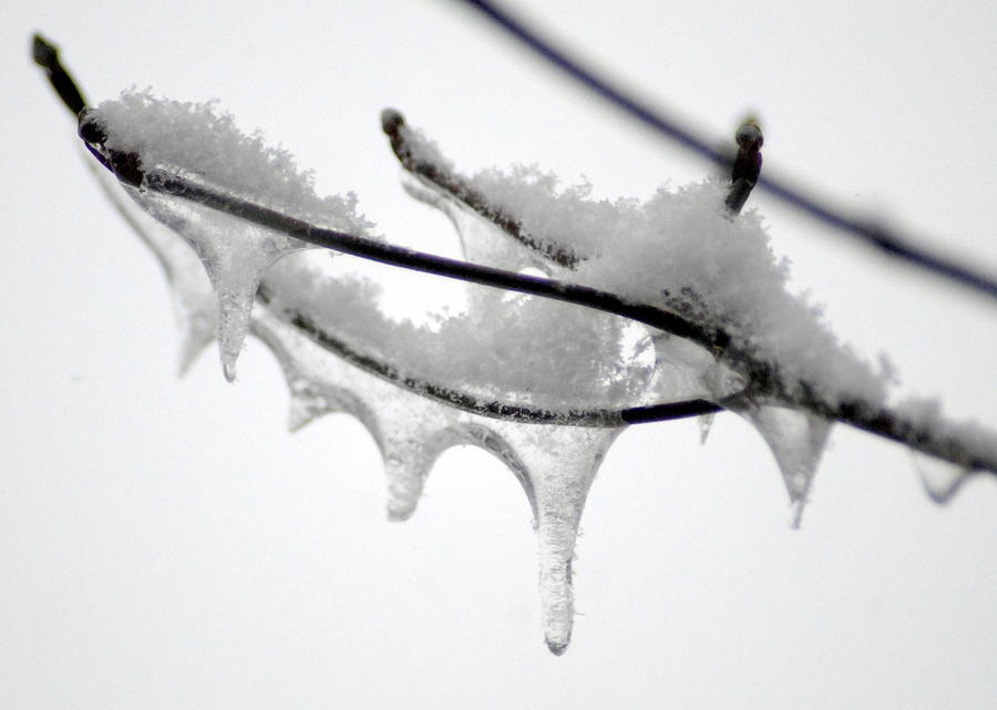 Frozen Drips Photograph by Libby Saunders | Fine Art America