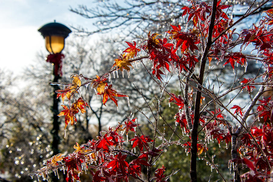 Frozen Fall Photograph by Stephen Flournoy - Fine Art America