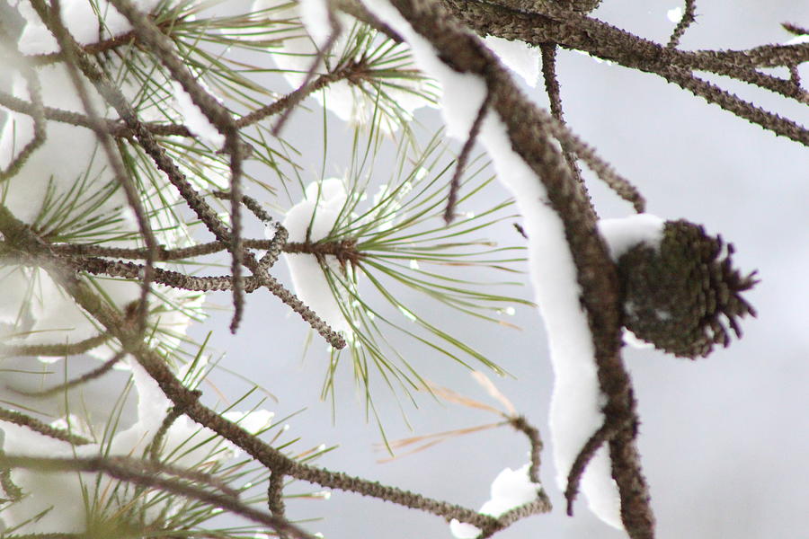 Frozen Pine Photograph by Peggy Mathieson - Fine Art America