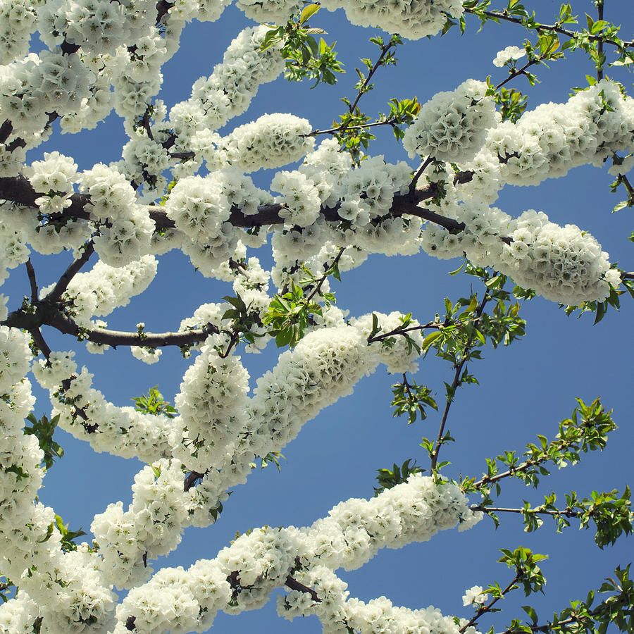 Fruit tree blooms Photograph by TouTouke A Y - Pixels