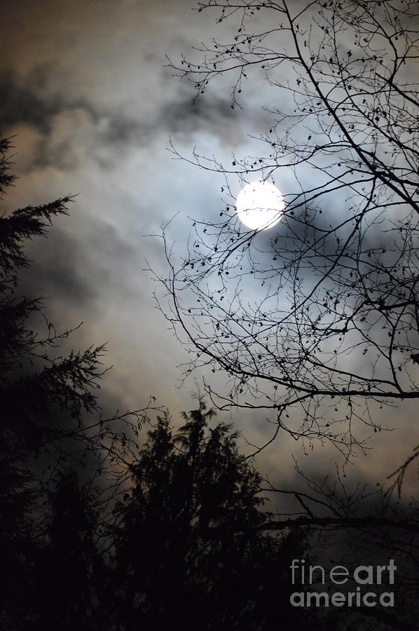 Full Moon In The Trees Photograph by Jan Noblitt - Fine Art America