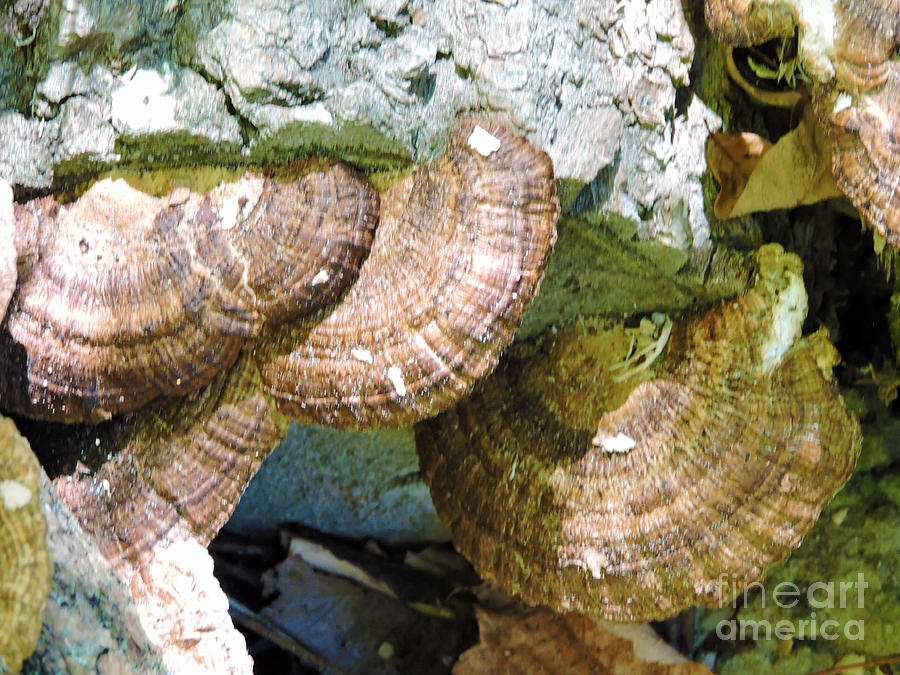 Fungi Photograph By Helene Guertin Fine Art America