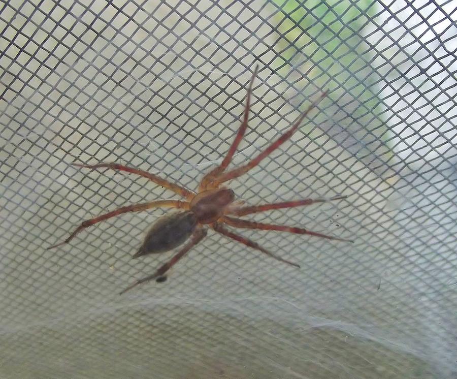 Funnel Web Spider Indiana Photograph By Rory Cubel
