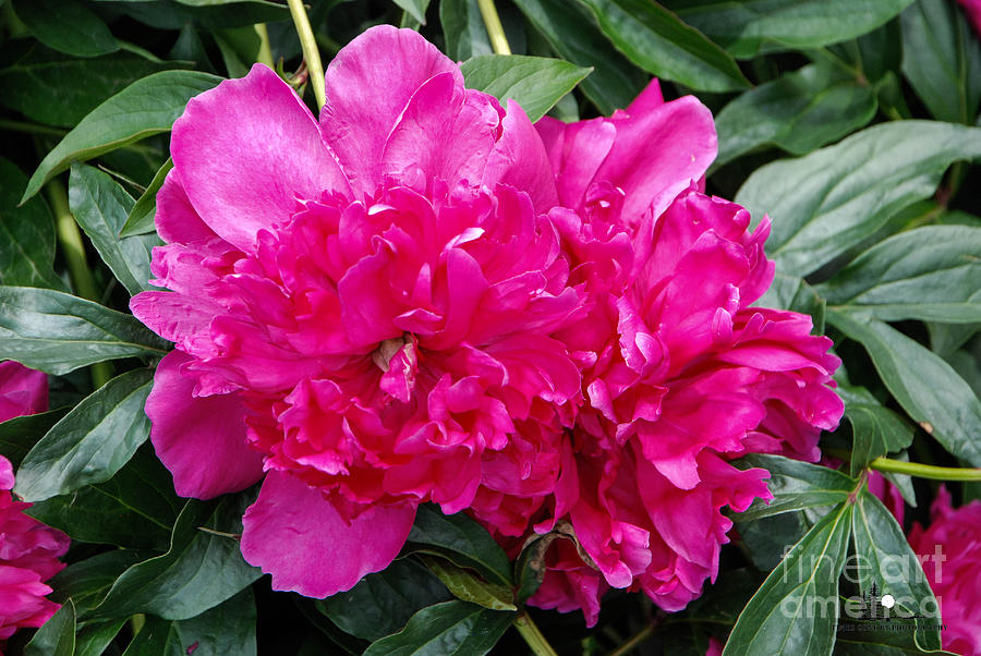 Fusha Flower Photograph by Grace Grogan