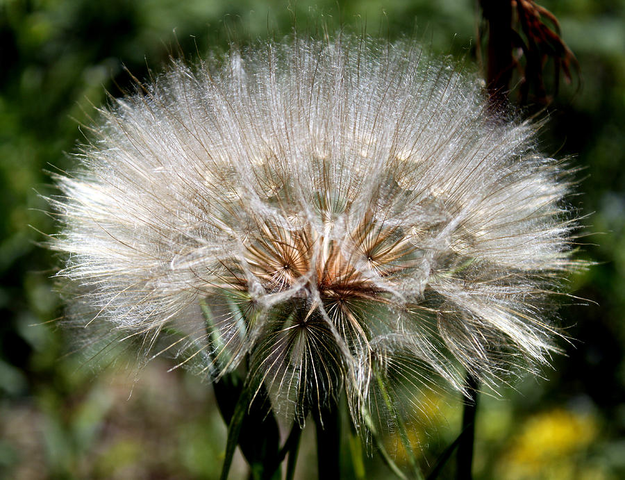 Fuzz head Photograph by Ronald Conlin - Fine Art America