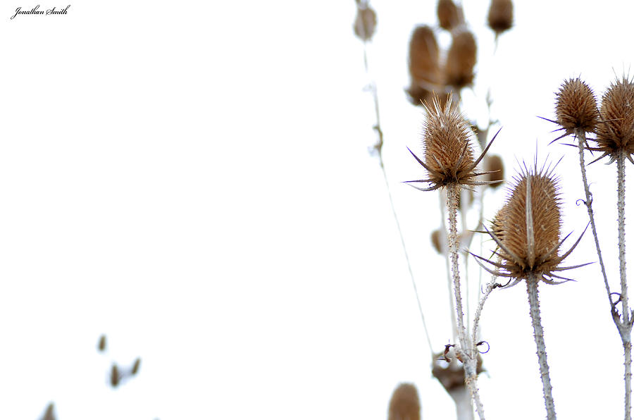 Fuzz Photograph by Jonathan Smith - Fine Art America