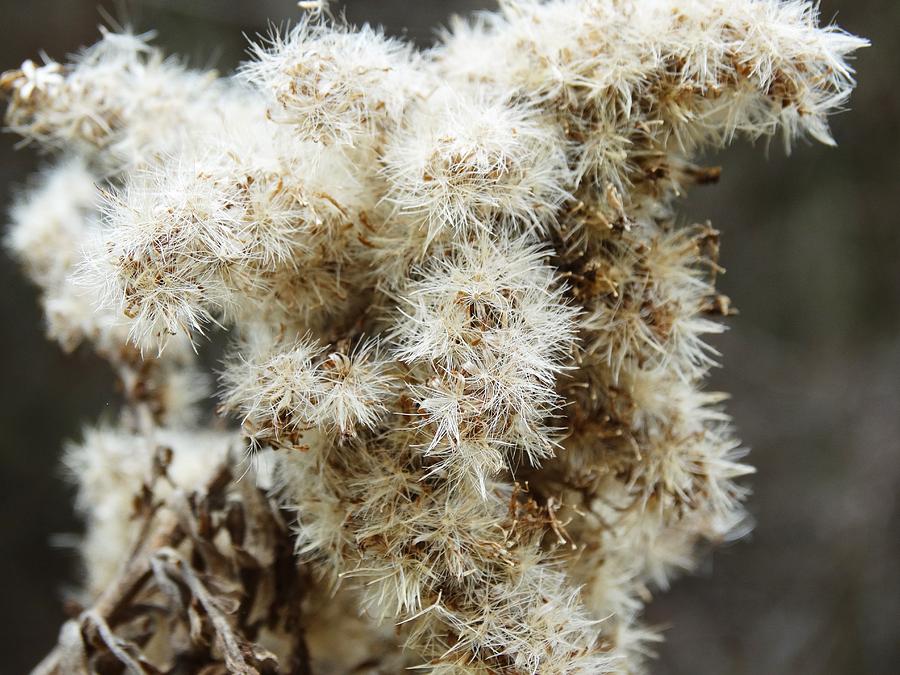 Fuzzy Photograph by Amy Grafe - Fine Art America