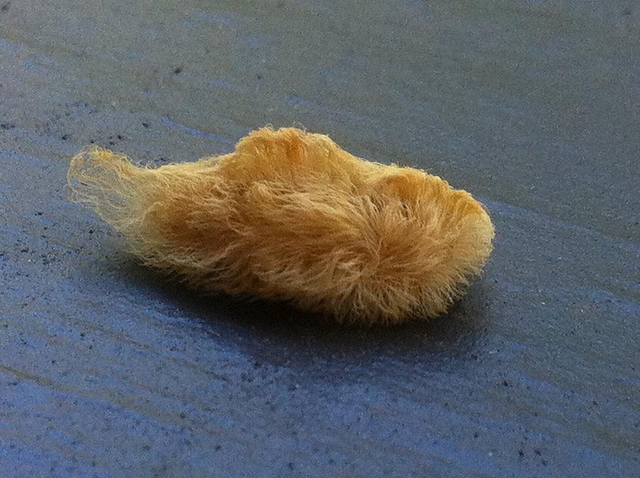 Fuzzy Photograph by Scott DeKilder - Fine Art America