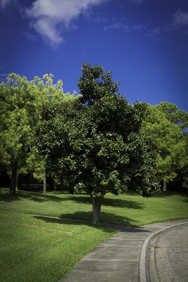 Fuzzy Trees Photograph by Matt Johnson - Fine Art America