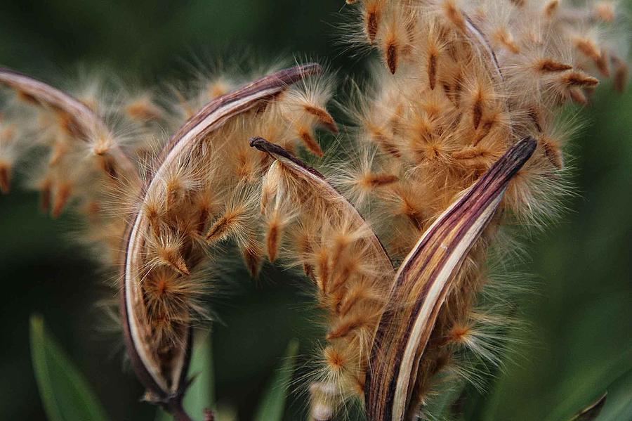 Fuzzy Wuzzy Photograph by David March - Fine Art America