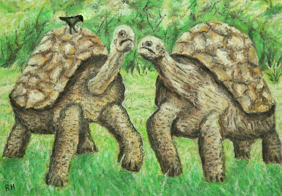 Galapagos Giant Tortoise Painting by Ronald Haber | Fine Art America
