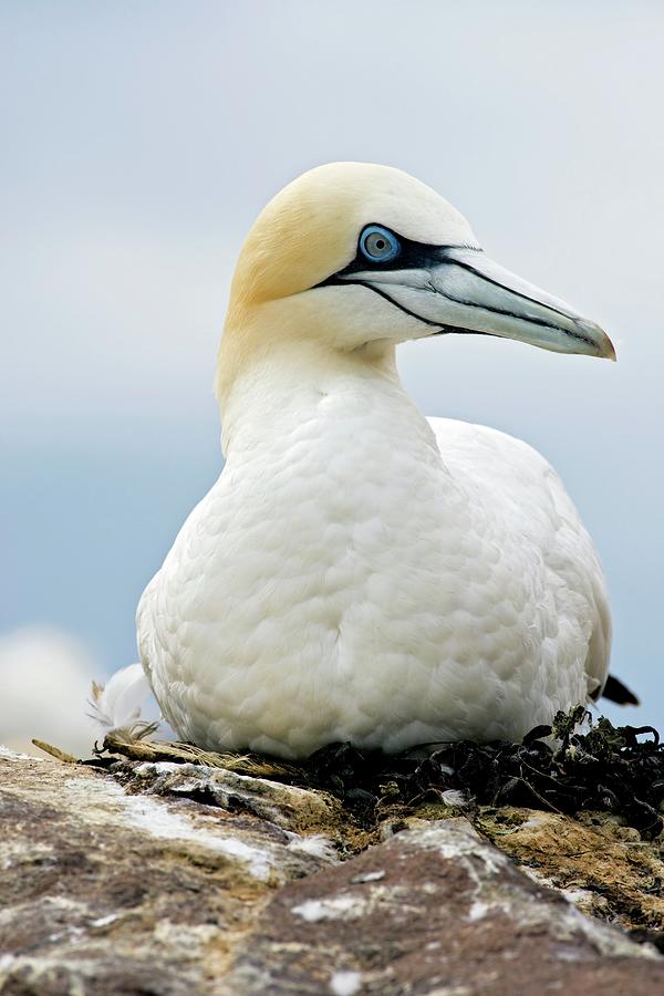 Gannet Photograph by John Devries/science Photo Library - Fine Art America