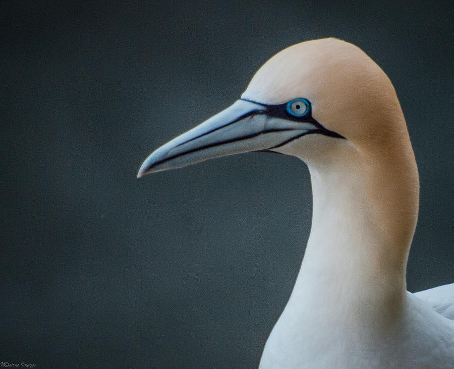 Gannet Photograph by Nicholas Cairns - Pixels