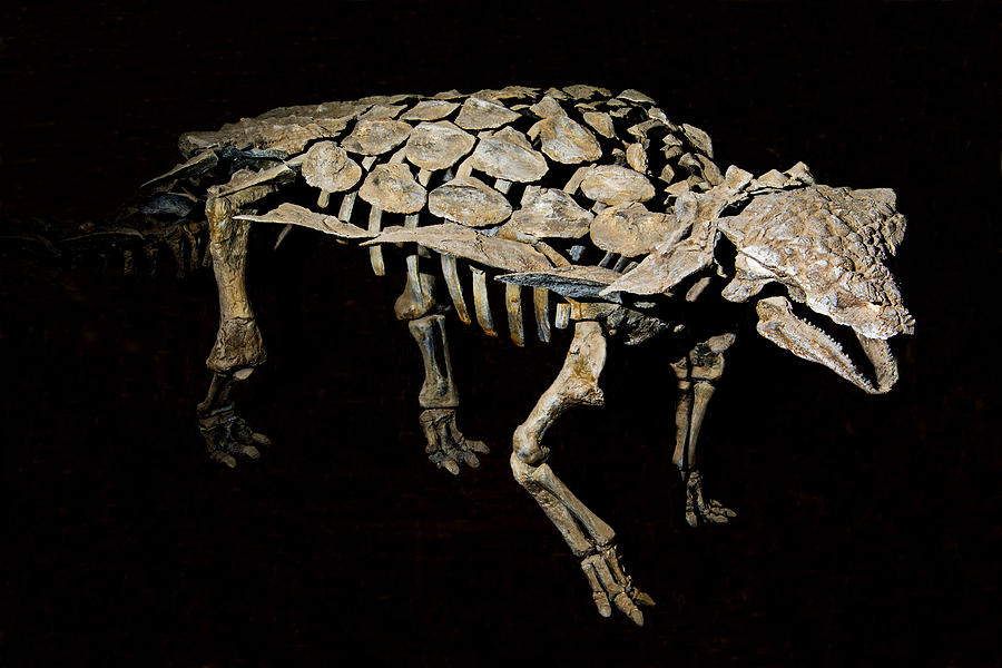 Gargoyleosaurus Fossil Photograph by Millard H. Sharp | Pixels