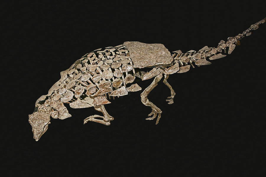 Gargoyleosaurus Photograph by Millard H. Sharp - Fine Art America