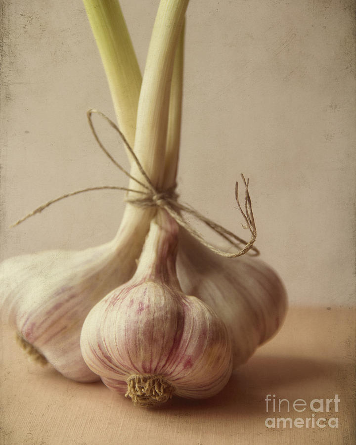 Garlic Photograph by Jillian Audrey Photography | Fine Art America