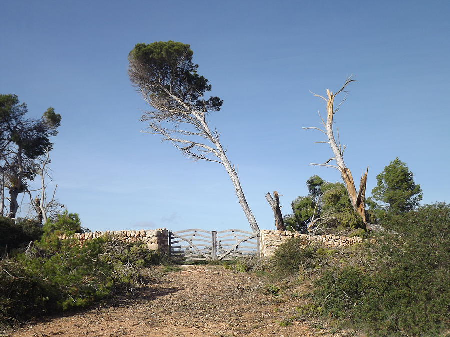 Gate and Pine tree Photograph by Nav Unger - Pixels