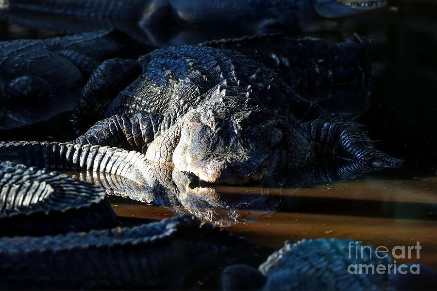 Gator Photograph by Rick Mann - Fine Art America
