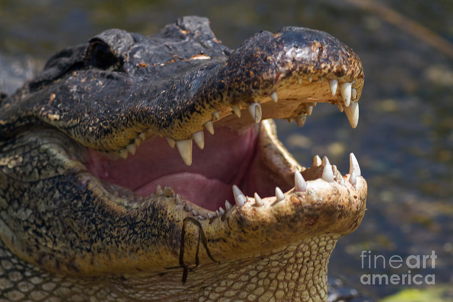 Gator Smile Photograph by Howard Smith - Fine Art America