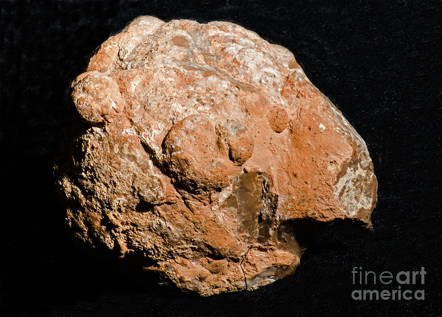 Geode Unopened Photograph by Millard H. Sharp - Fine Art America
