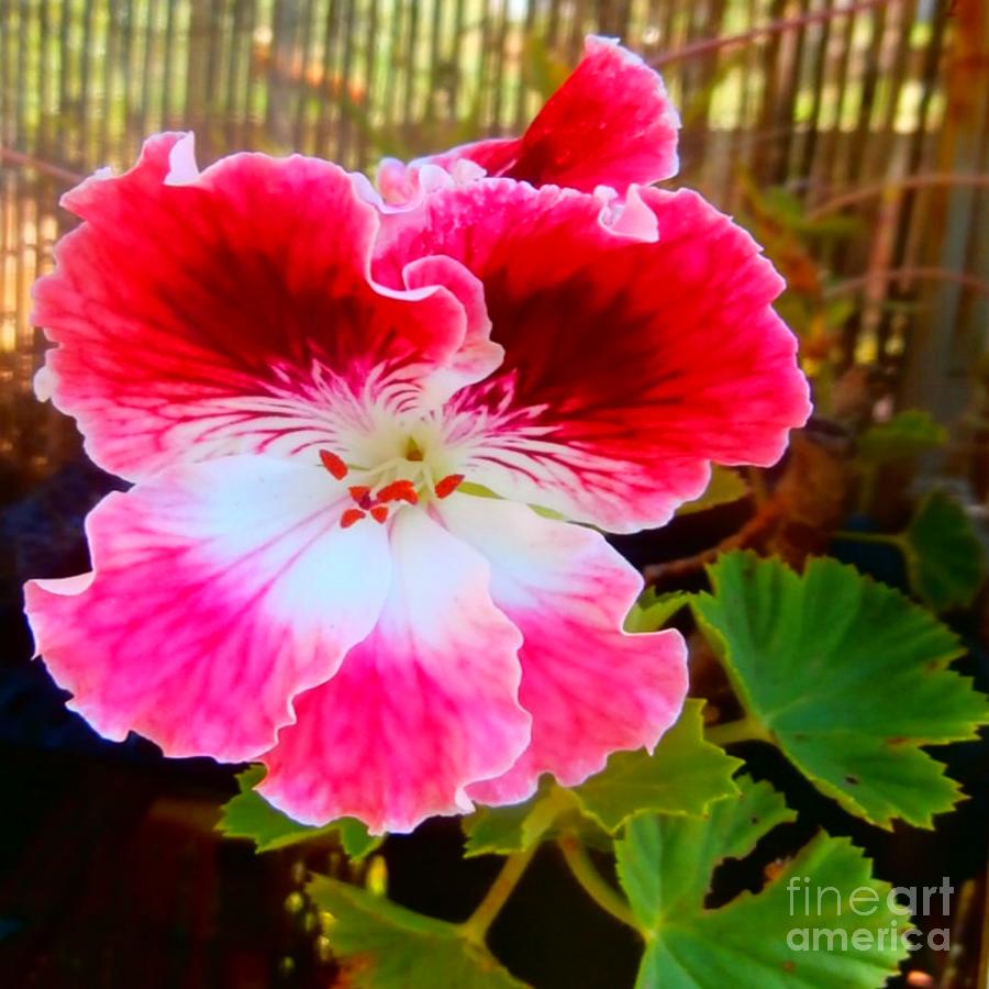 Geranium Digital Art by Meiers Daniel - Fine Art America