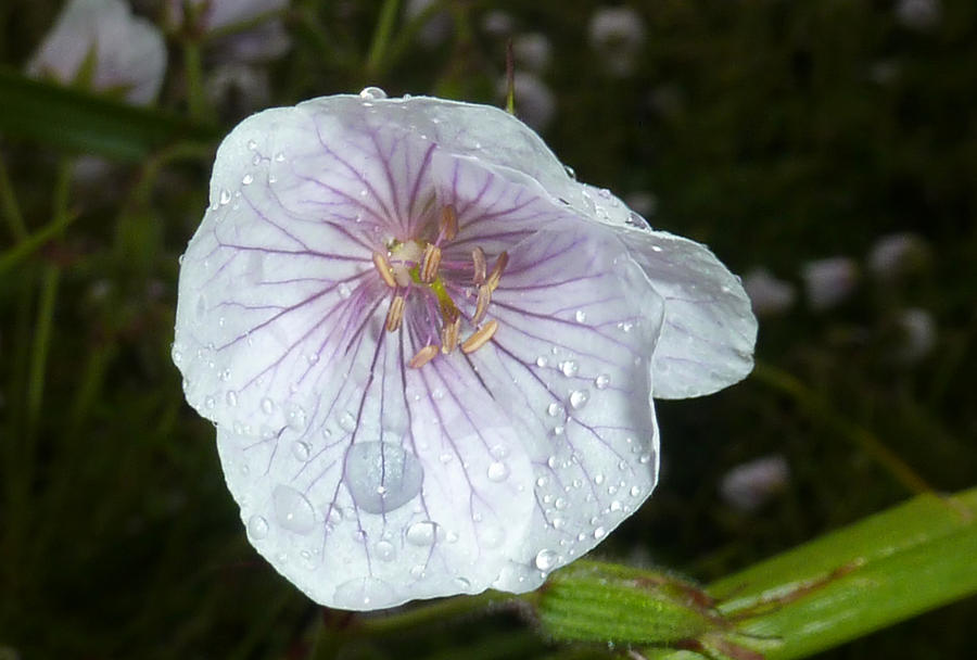 Geranium Photograph by Robert Dingwall - Pixels