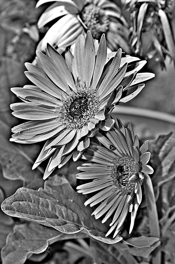 Gerber Photograph by Paul Gavin - Fine Art America