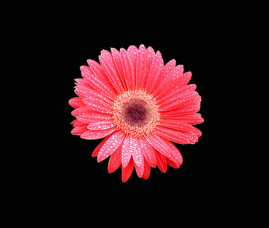 Gerbera Daisy Photograph by David Lunde - Fine Art America