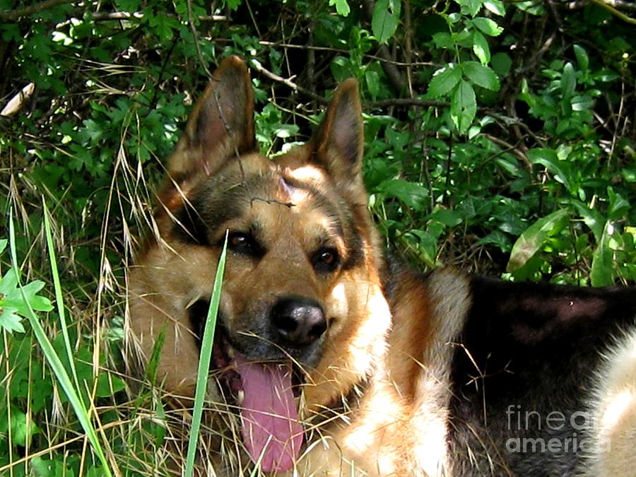 German Shepherd Photograph by Birgit Quester - Pixels