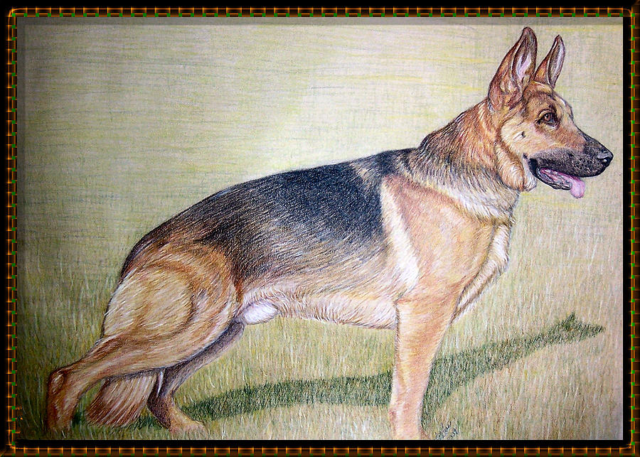 German Shepherd Drawing by Joy Reese | Fine Art America