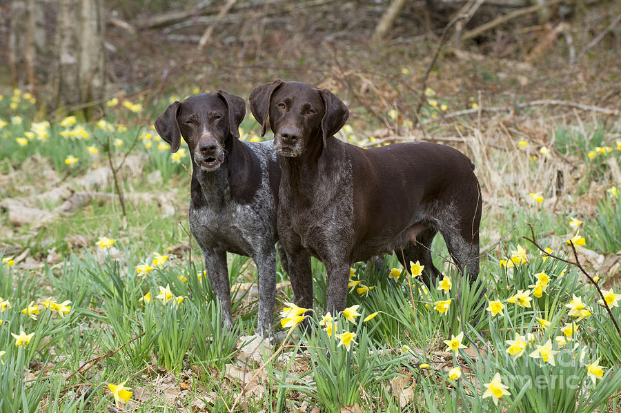 German Short-haired Pointers Photograph by John Daniels - Fine Art America