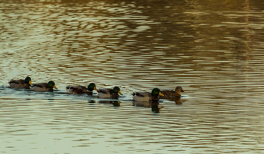 Get Your Ducks In A Row Photograph by Wayne Ek - Fine Art America