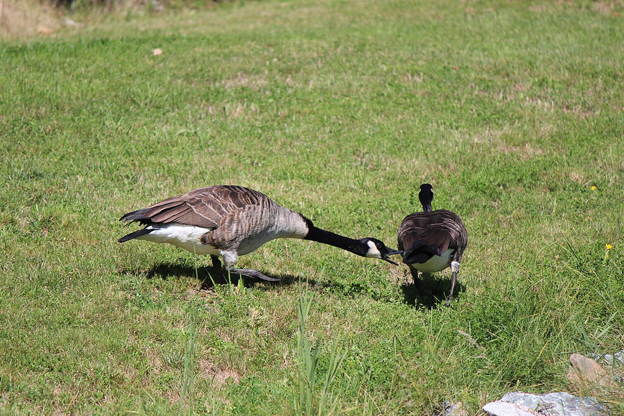 Getting Goosed Photograph by Catherine Simonson | Fine Art America