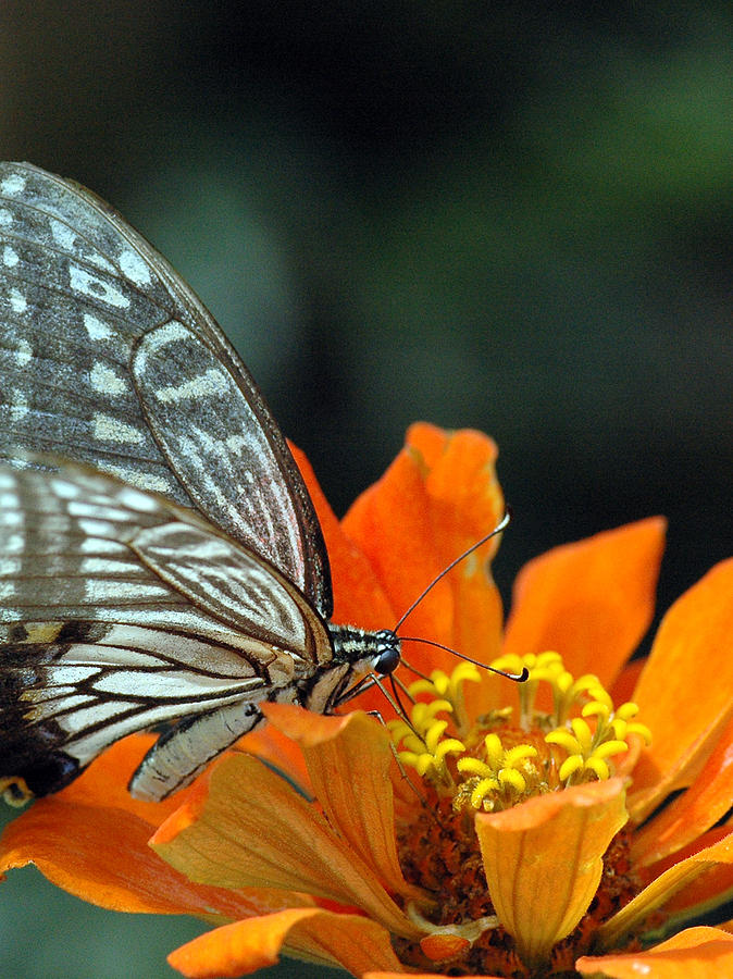 Getting Nectar Photograph by Beverly Vogel - Fine Art America
