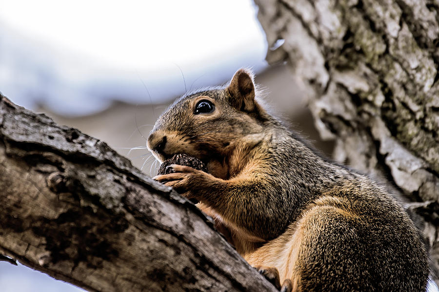 Getting Ready for Winter Photograph by Steven Clair - Fine Art America