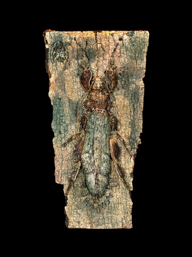 Ghost insect Photograph by Science Photo Library - Fine Art America