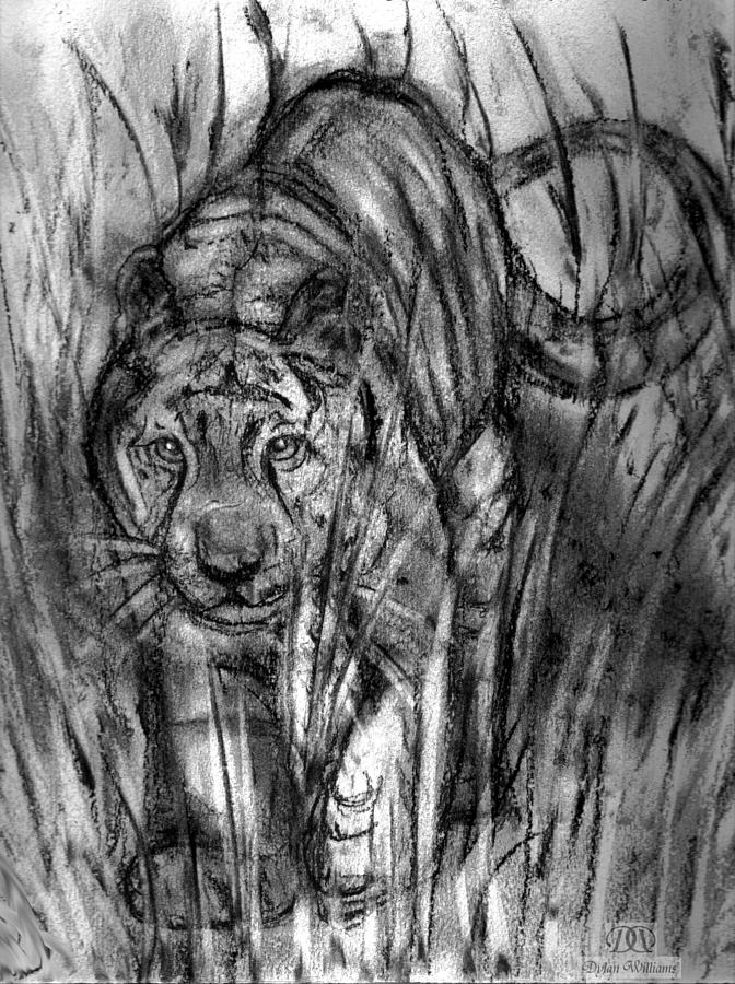 Ghost Tiger Drawing by Dylan Williams