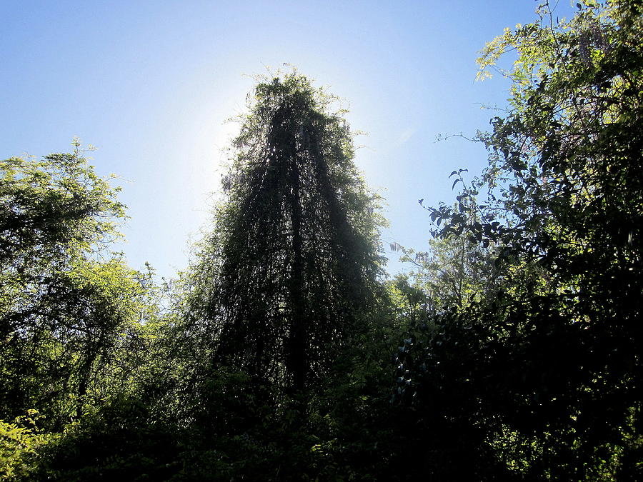 Ghost Tree Photograph by Peter LaPlaca - Fine Art America