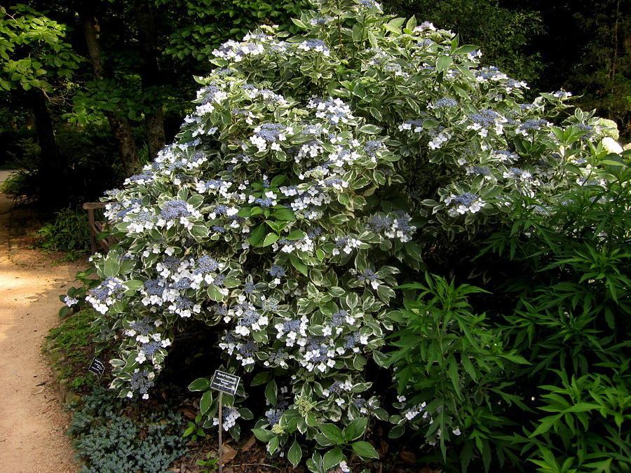 Giant Hydrangea Photograph by Peter LaPlaca - Fine Art America