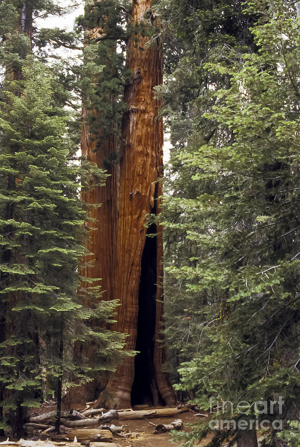 Giant Sequoia Photograph by Bob Phillips - Fine Art America