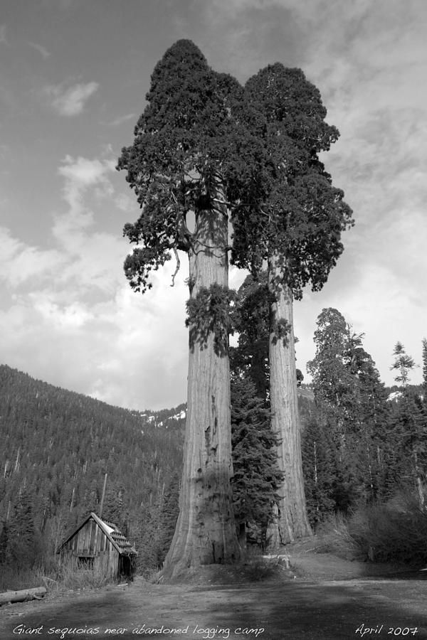 Giant Sequoias Photograph by G Scott Scribner - Pixels