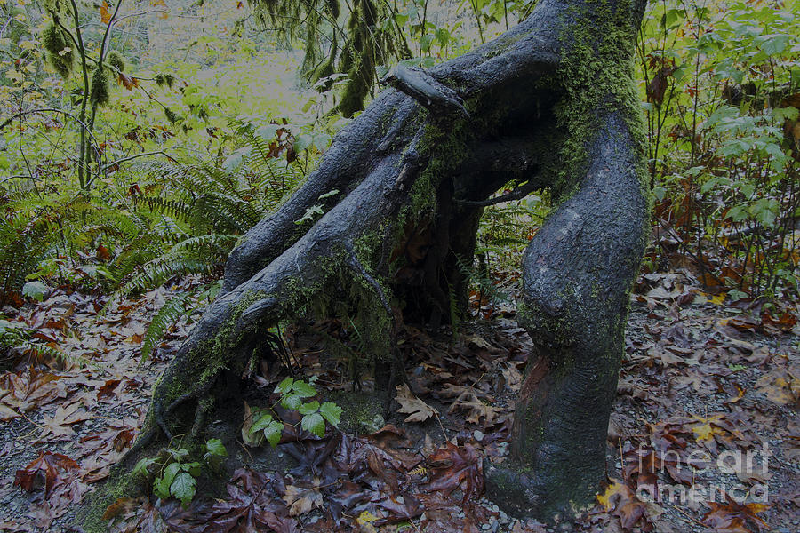 Giant tree roots Photograph by Darleen Stry | Fine Art America