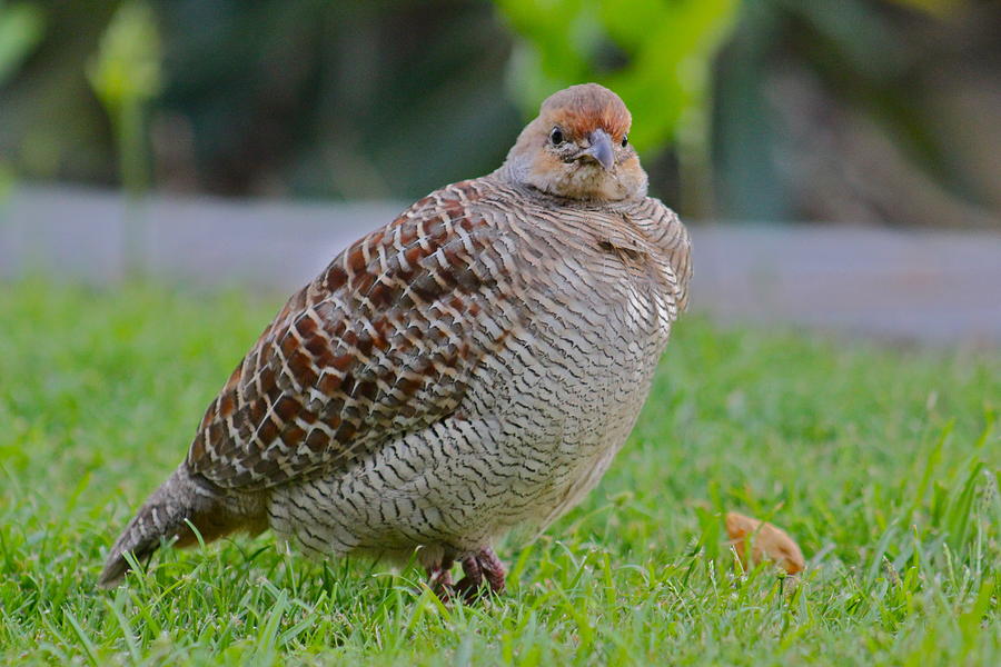 Ginger Photograph by Kimberly Reeves - Fine Art America
