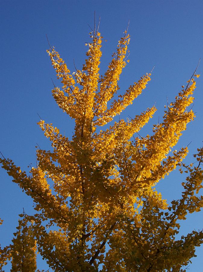Gingko Tree Photograph by Michael Cazad - Fine Art America